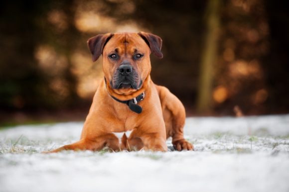 Tierheim Leipzig – Erster Freier Tierschutzverein Leipzig e.V.