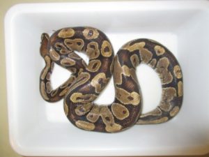 Tierheim Leipzig – Erster Freier Tierschutzverein Leipzig e.V.