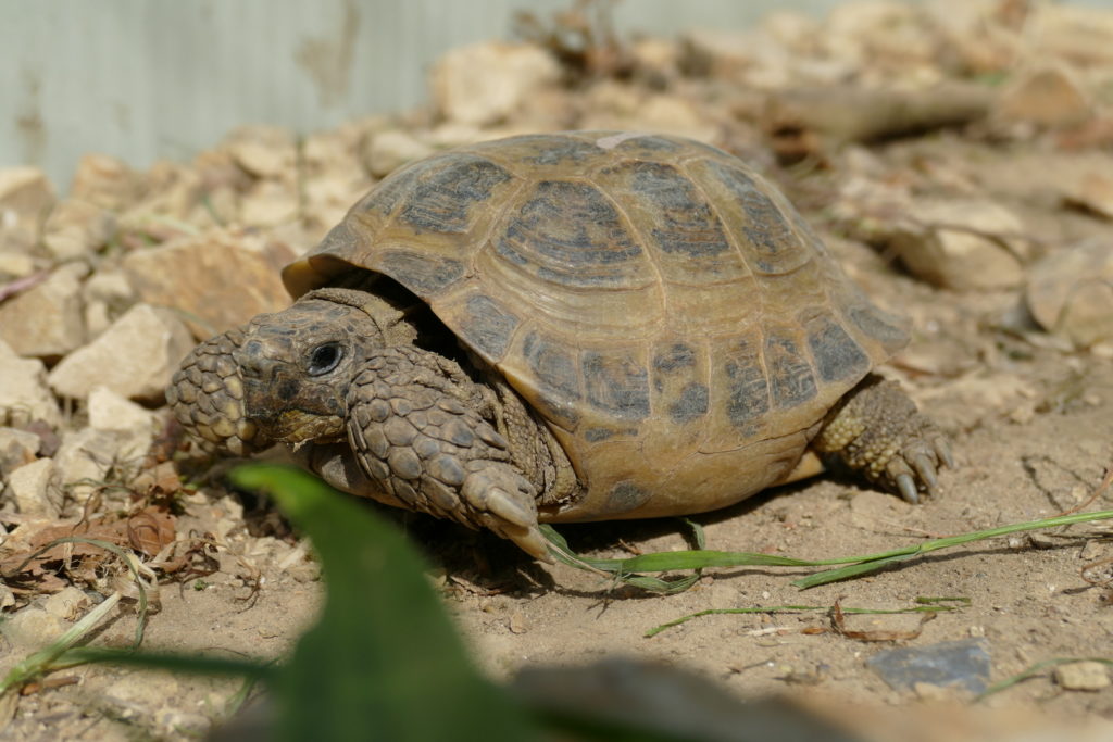 Tierheim Leipzig – Erster Freier Tierschutzverein Leipzig e.V.