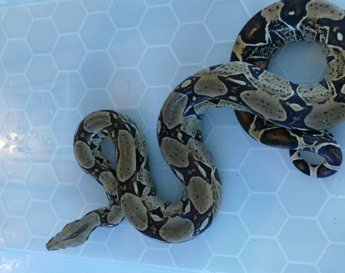 Exoten – Tierheim Leipzig