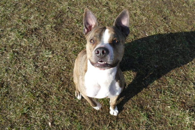 Tierheim Leipzig – Erster Freier Tierschutzverein Leipzig e.V.