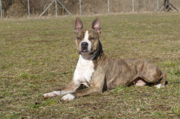 Tierheim Leipzig – Erster Freier Tierschutzverein Leipzig e.V.