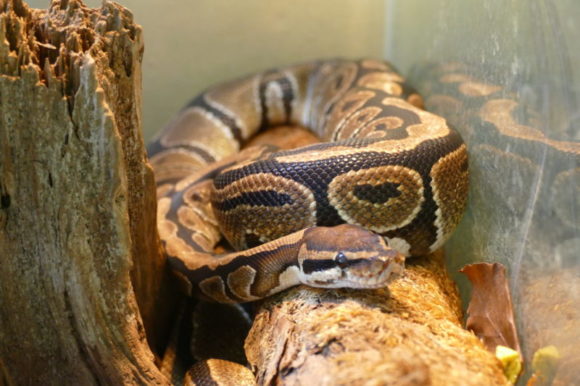 Tierheim Leipzig – Erster Freier Tierschutzverein Leipzig e.V.