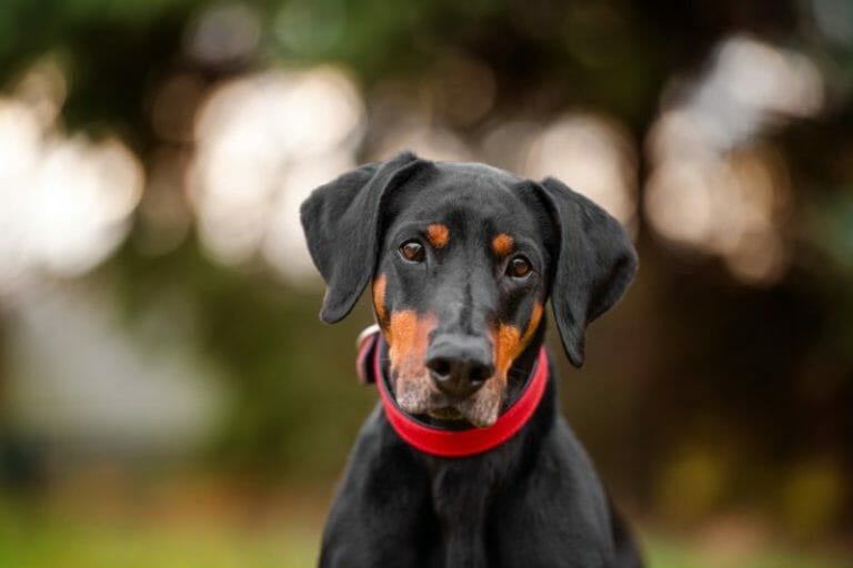 Tierheim Leipzig – Erster Freier Tierschutzverein Leipzig e.V.
