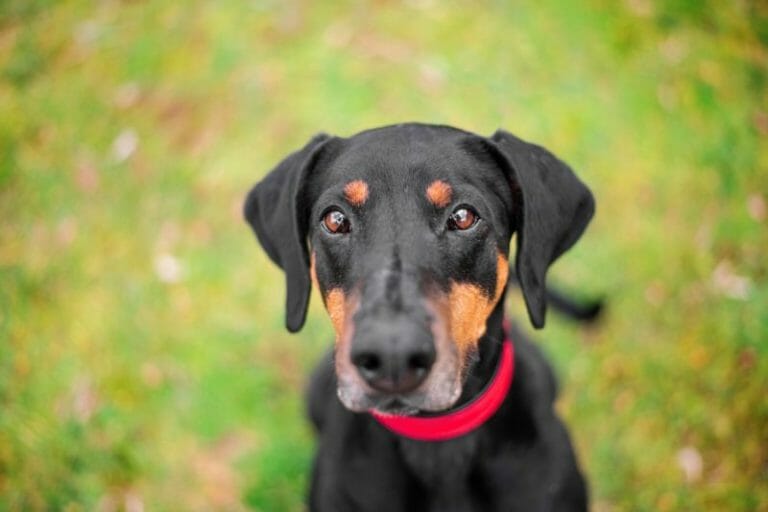 Tierheim Leipzig – Erster Freier Tierschutzverein Leipzig e.V.