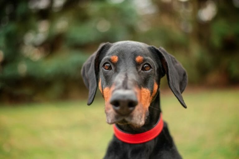 Tierheim Leipzig – Erster Freier Tierschutzverein Leipzig e.V.