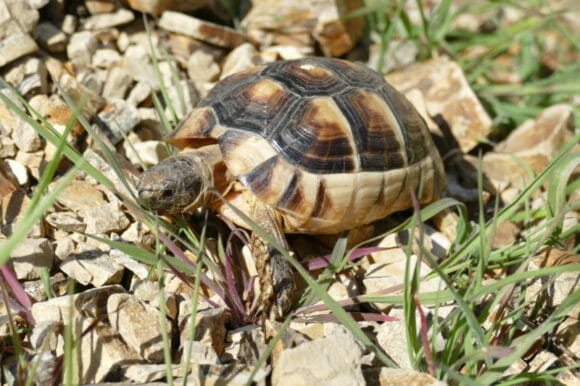 Tierheim Leipzig – Erster Freier Tierschutzverein Leipzig e.V.