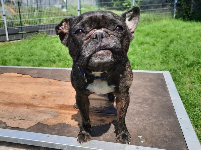 Mimi2 – Tierheim Leipzig