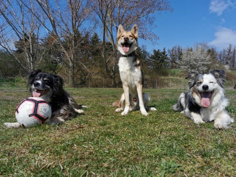 alle3 – Tierheim Leipzig