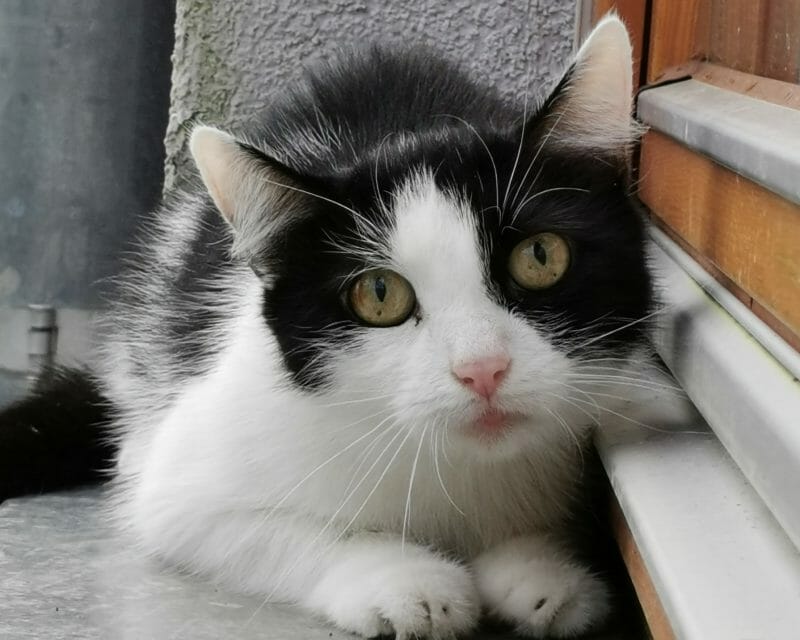 Tierheim Leipzig – Erster Freier Tierschutzverein Leipzig e.V.