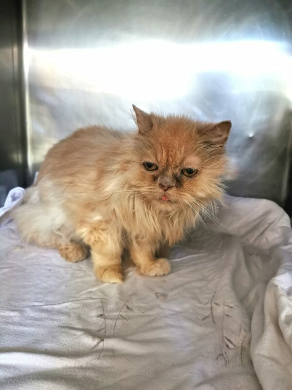 Gisela2 – Tierheim Leipzig