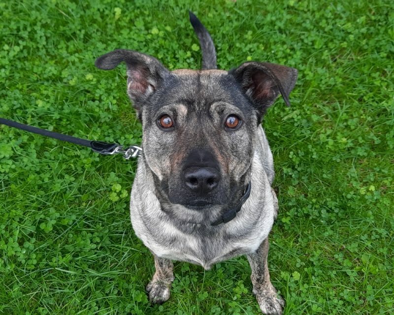 Jette2 – Tierheim Leipzig