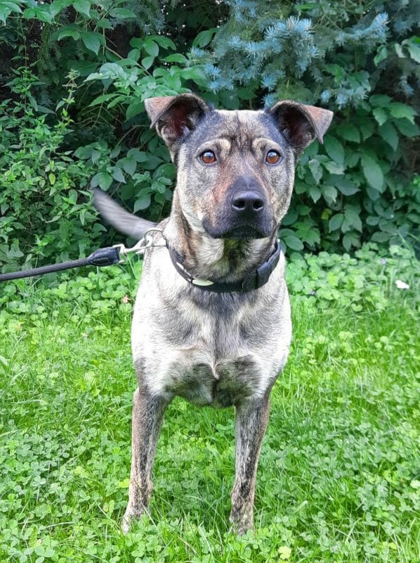 Jette4 – Tierheim Leipzig