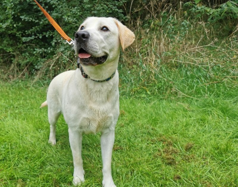 Lessy – Tierheim Leipzig