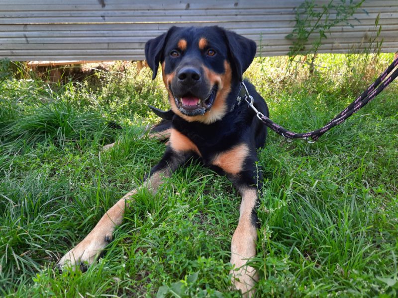 Odin4 – Tierheim Leipzig