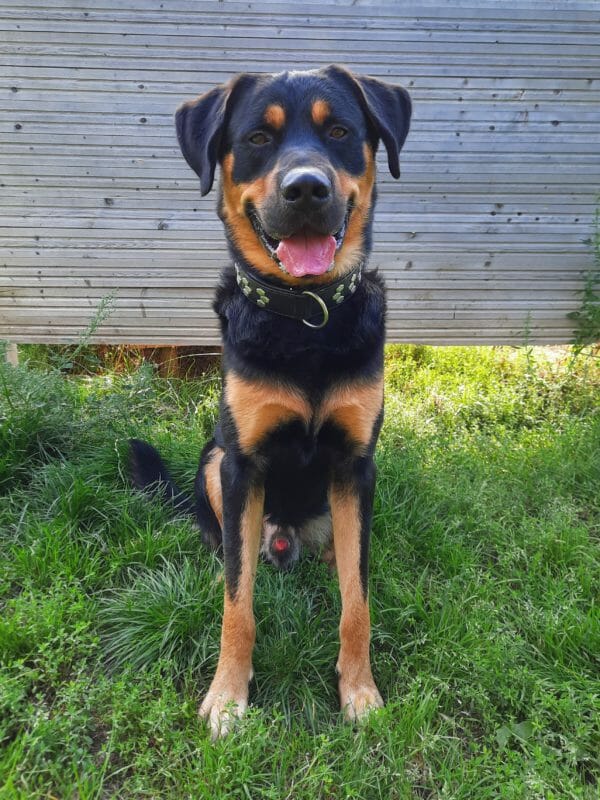 Odin5 – Tierheim Leipzig