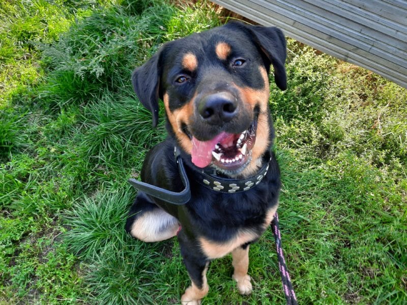 Odin6 – Tierheim Leipzig