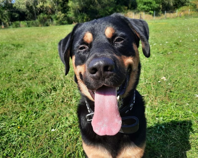 Odin9 – Tierheim Leipzig