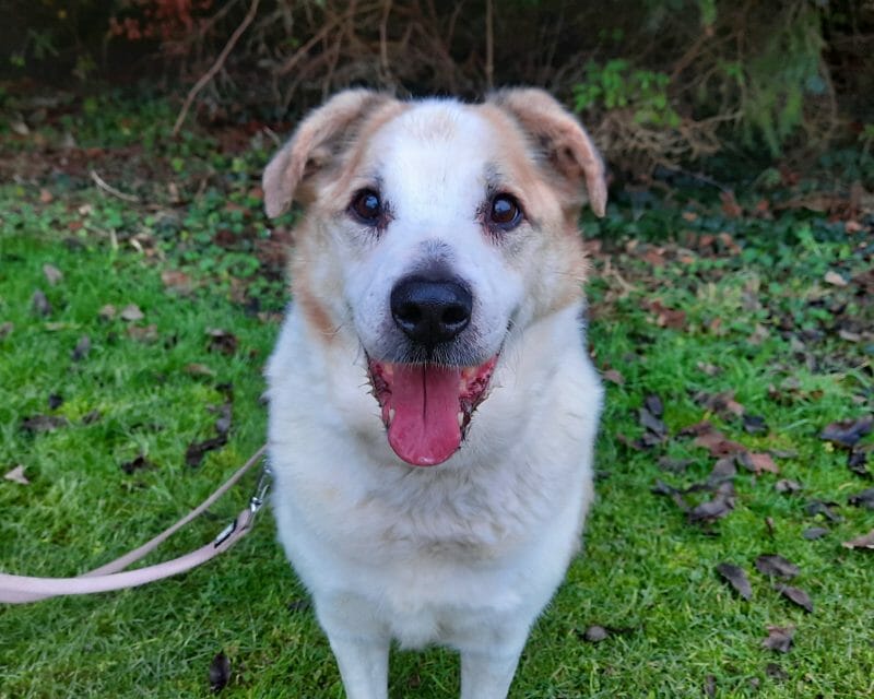 Bolle1 – Tierheim Leipzig