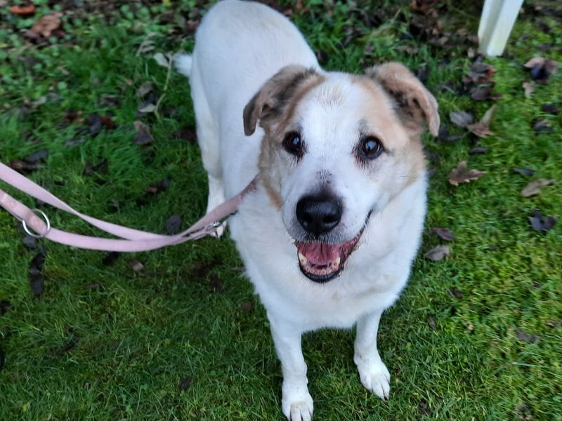 Bolle3 – Tierheim Leipzig