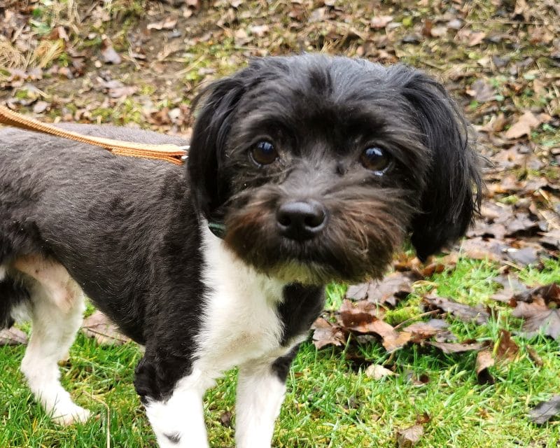 Adi3 – Tierheim Leipzig