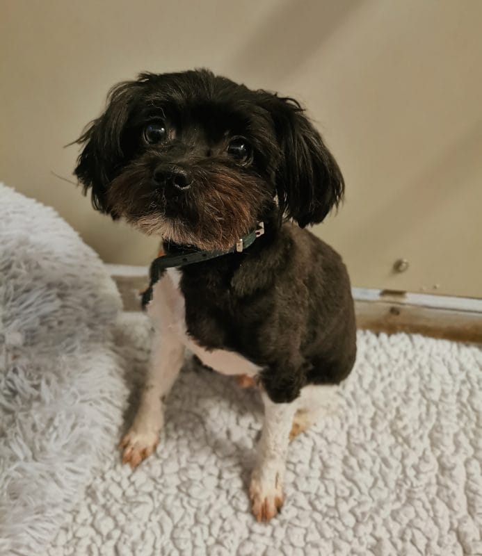 Adi4 – Tierheim Leipzig