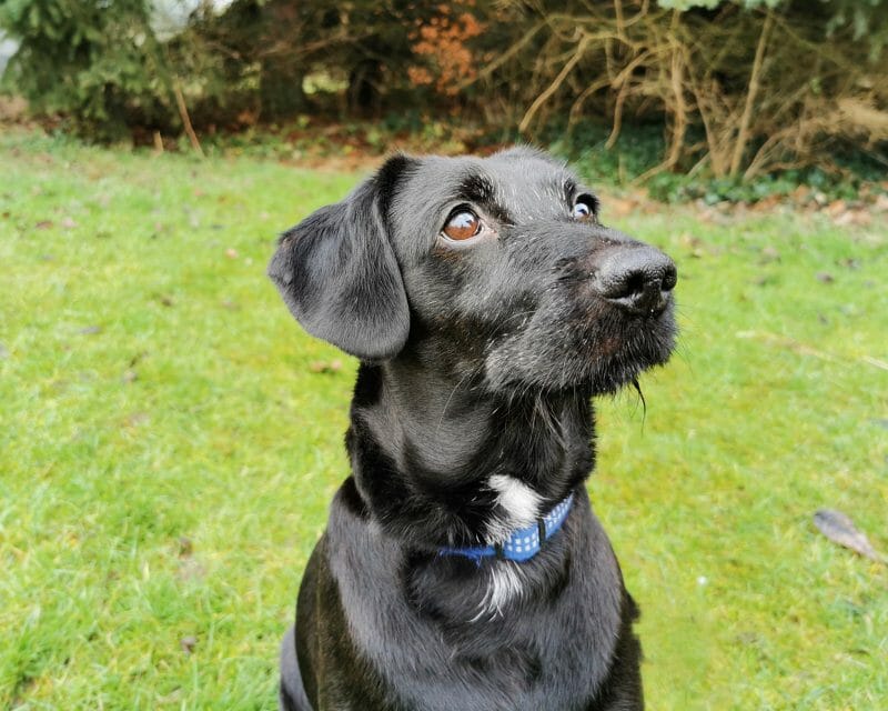 Biene – Tierheim Leipzig