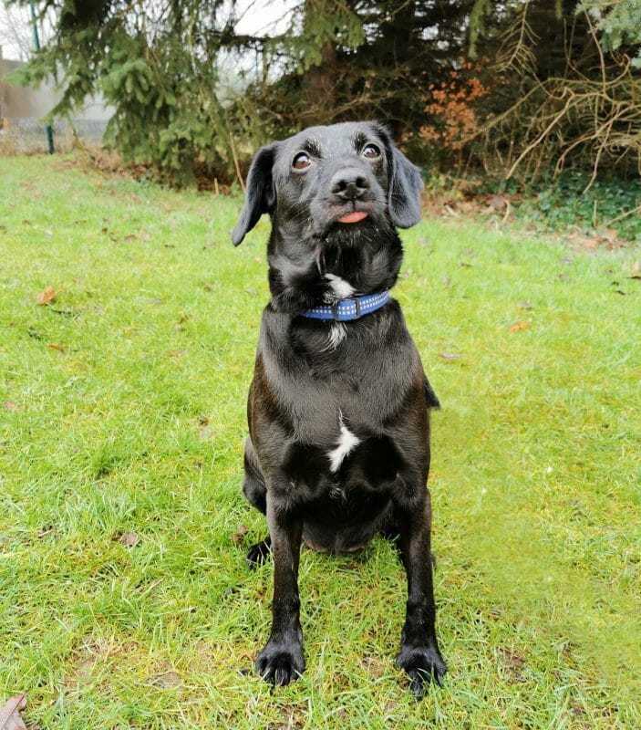 Biene3 – Tierheim Leipzig