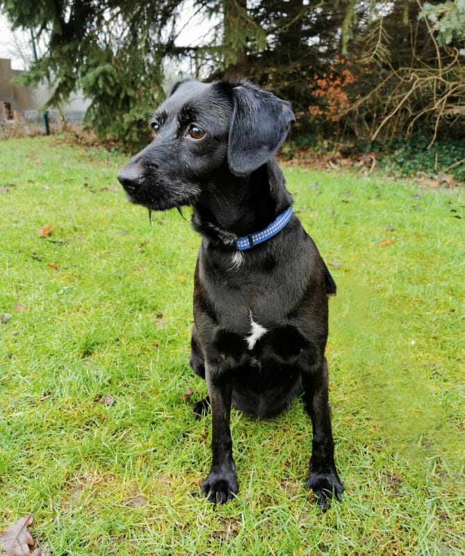 Biene4 – Tierheim Leipzig