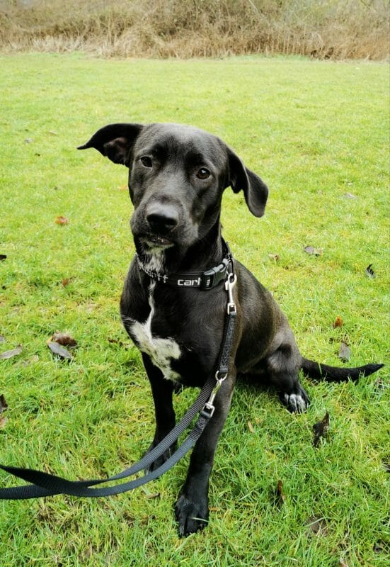 Nala4 – Tierheim Leipzig