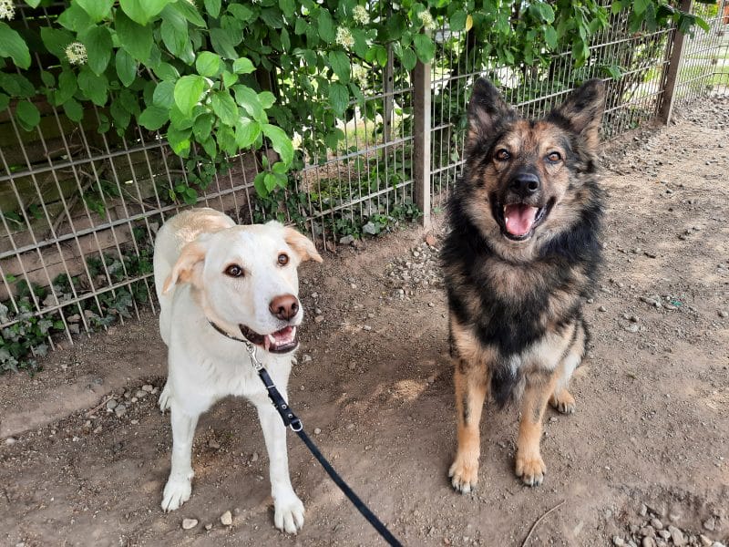 Ayan3 – Tierheim Leipzig