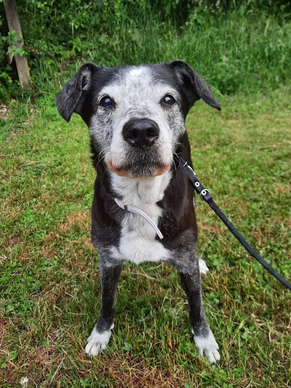 Susi5 – Tierheim Leipzig