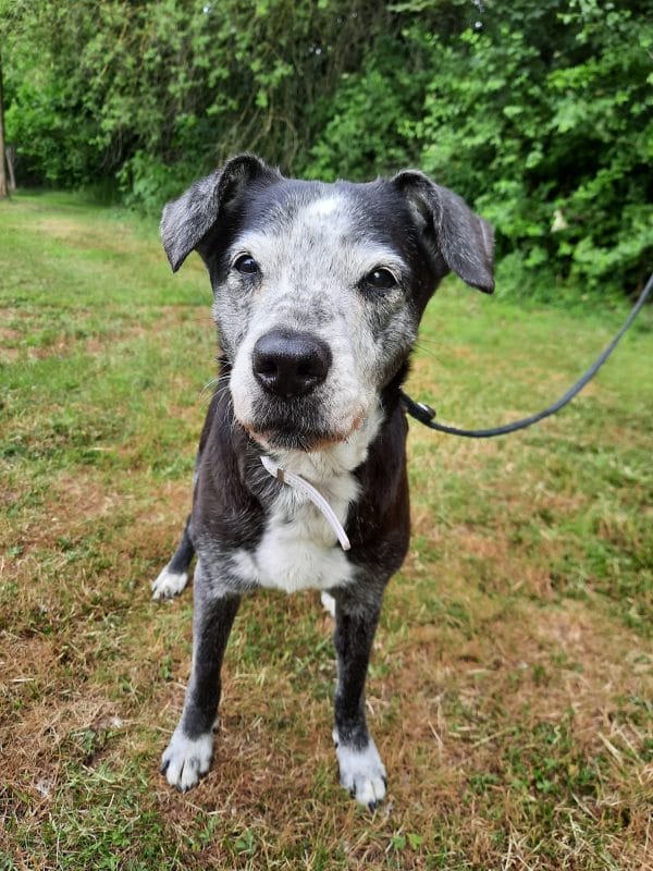 Susi7 – Tierheim Leipzig