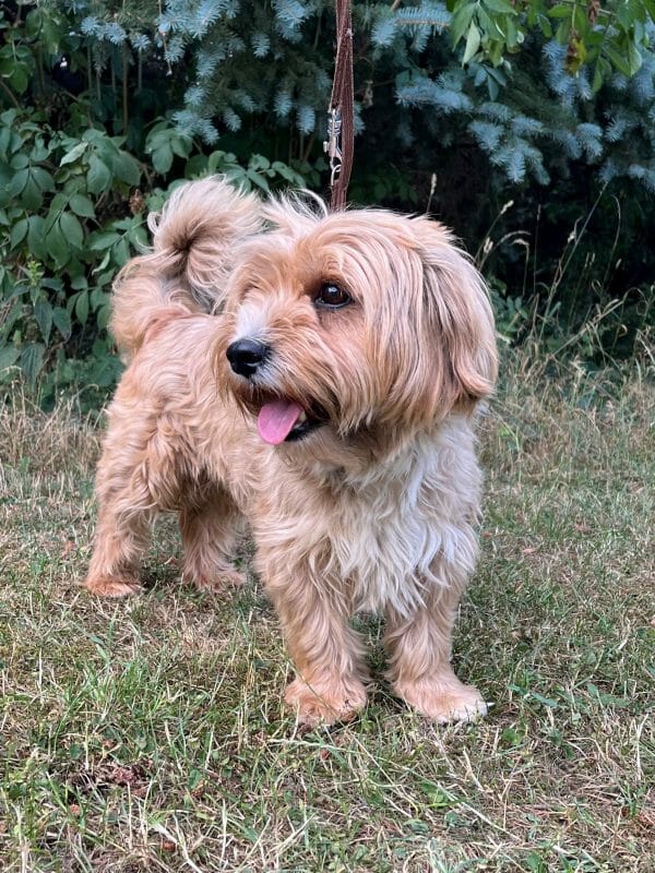 Niki2 – Tierheim Leipzig