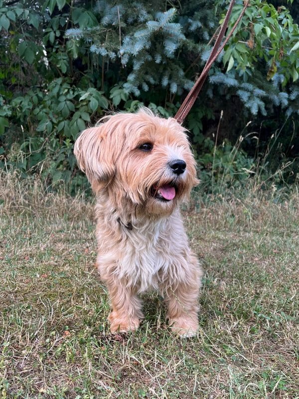 Niki3 – Tierheim Leipzig