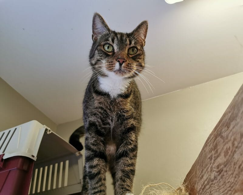 Viego – Tierheim Leipzig