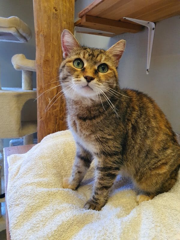 Nougat2 – Tierheim Leipzig