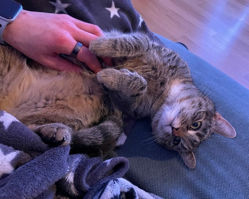 Coco – Tierheim Leipzig