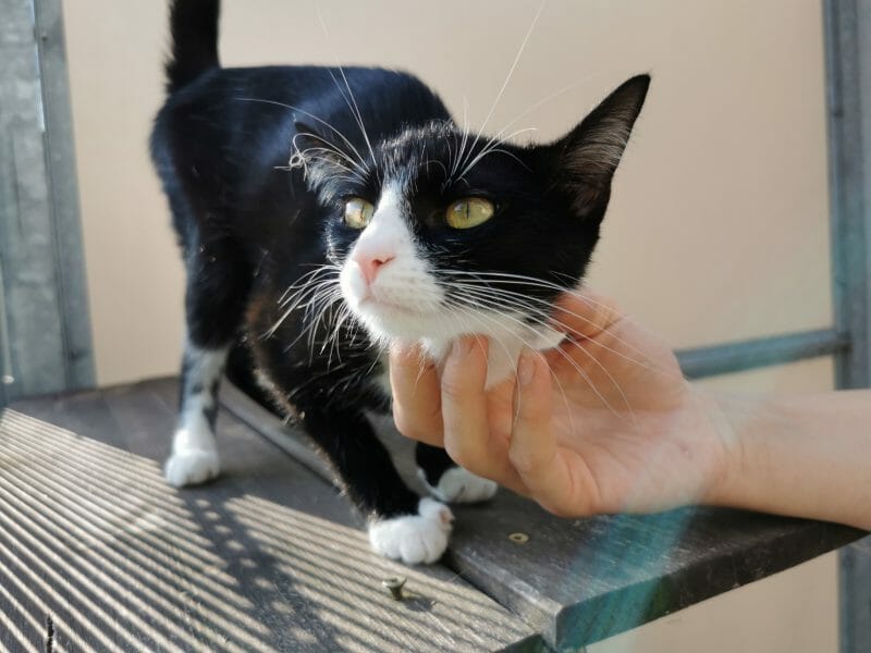 Jolie3 – Tierheim Leipzig