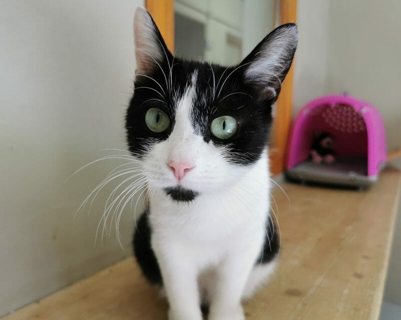 Maxima4 – Tierheim Leipzig