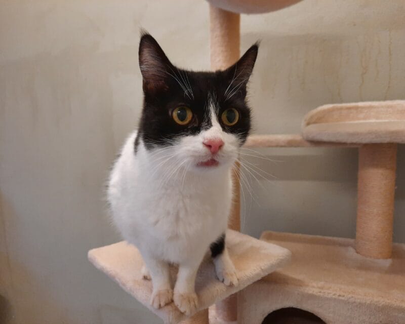 Morgan2 – Tierheim Leipzig