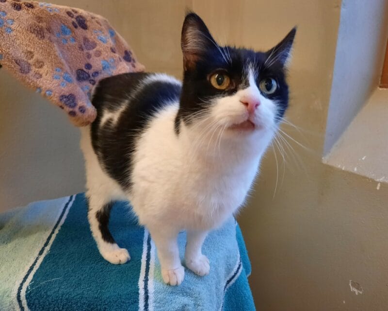 Morgan3 – Tierheim Leipzig