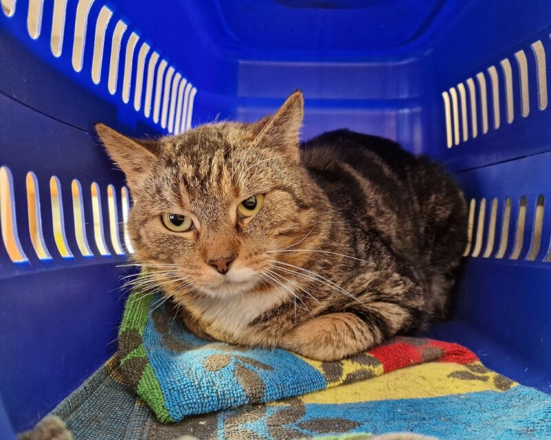 Bela – Tierheim Leipzig