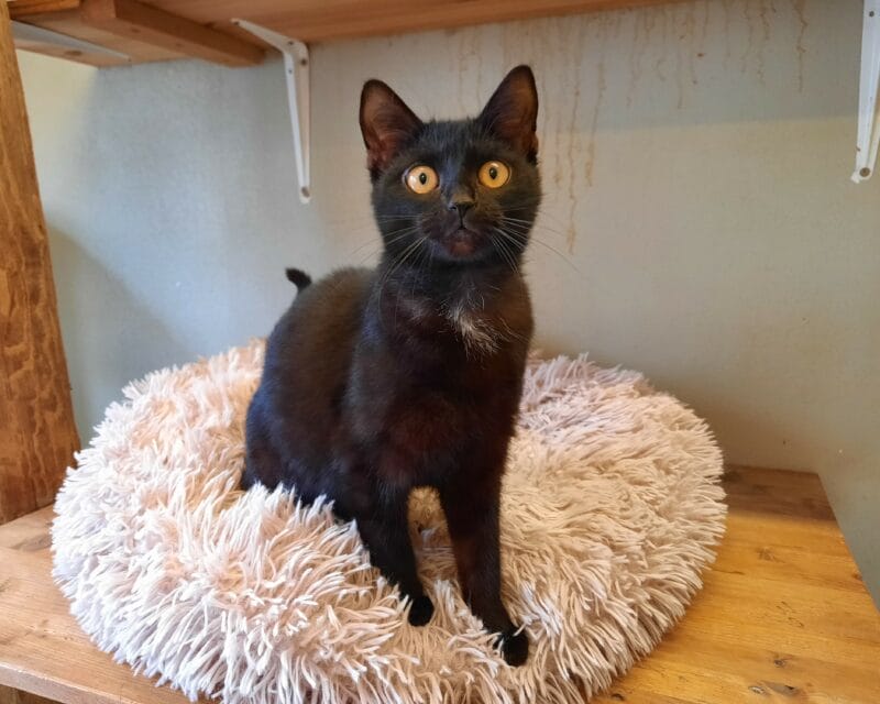 Carmilla3 – Tierheim Leipzig