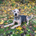 Tierheim Leipzig – Erster Freier Tierschutzverein Leipzig e.V.