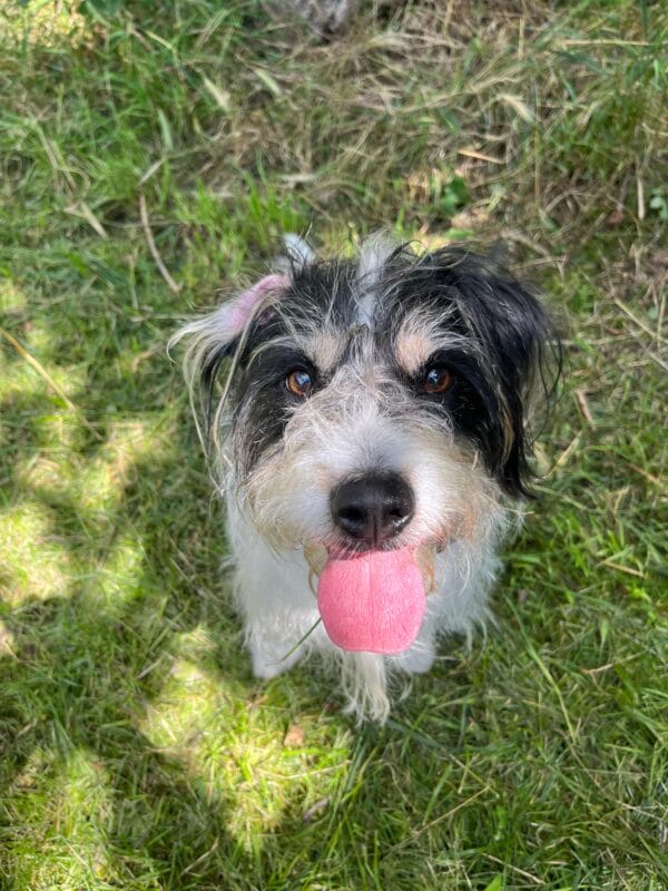 Leo 2 – Tierheim Leipzig